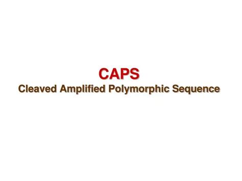Ppt Caps Cleaved Amplified Polymorphic Sequence Powerpoint Presentation Id6899790