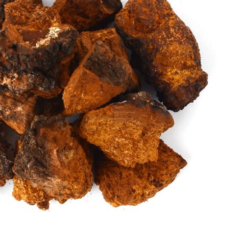 차가버섯 놀라운 효능 6가지 부작용 먹는법 백세건강