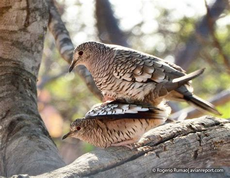 Bird Reproduction Avian Report