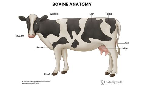 Cattle Anatomy Diagram Female Anatomy And Histology Pictures