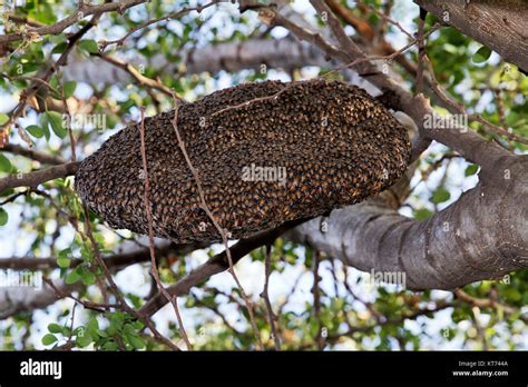 Wild Honey Bee Nest