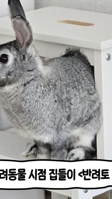 반려토끼 콜라가 소개하는 복슬복슬한 집🐰 라이프스타일 슈퍼앱 오늘의집