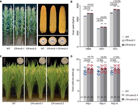 师生三代接力攻关18年，中国科学家发现可同时提高水稻、玉米产量的关键基因 驯化 改良 作物