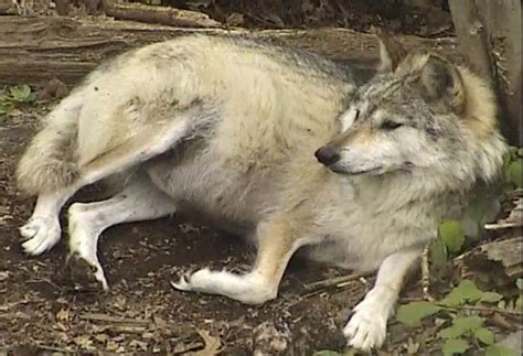 Big Bare Belly Bodes Well For Mexican Wolf Recovery Wolf Conservation
