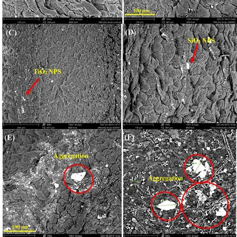 Uptake And Accumulation Of Tio2 And Sio2 Nps In The Root Surface Of Download Scientific Diagram