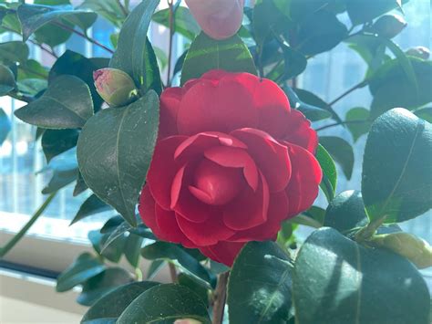 엘s 홈 봄이 가까이 ️ 주택살이 타운하우스 테라스하우스 삼송자이더빌리지