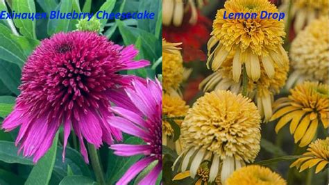 Весняні квіти Посилка з рослинами від Бережнюків Трішки розчарована Youtube