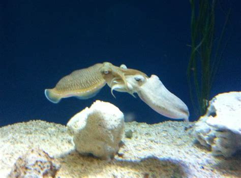 Cuttlefish Sex At The AquariumMarty Magic Blog