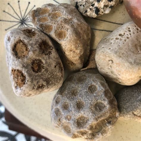 Large Rough Stromatoporoid Sponge Ordovician Fossil Limestone W Manganese Paleozoic Great Lake