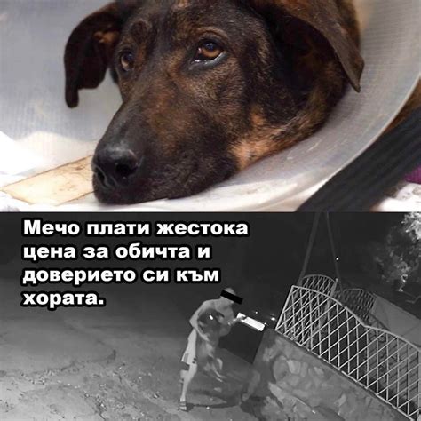 Петиция с искане затвор за насилника на Мечо