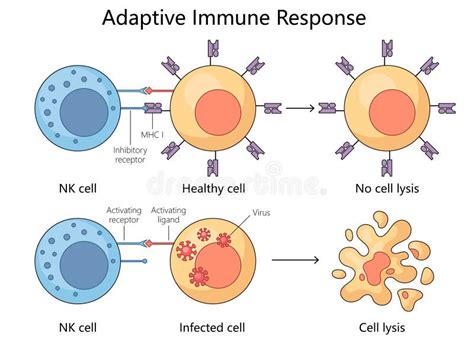 Adaptive Immune Response Diagram With Nk Cells Stock Illustration