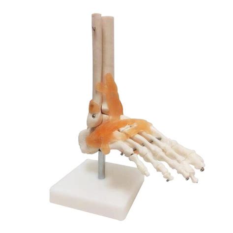Ankle Joint Model Lifesize 1 1 Human Foot Ankle Joint Desertcart Morocco