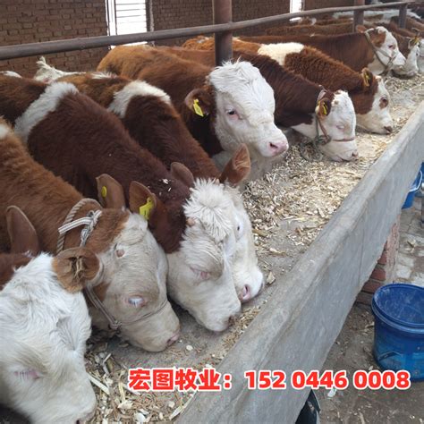 陕西渭南养牛场 养牛养殖场 伤感说说吧