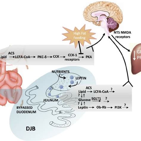 Gut Nutrient Sensing Mechanisms And Subsequent Peptide Hormone Release Download Scientific