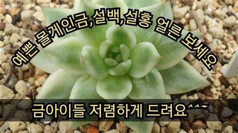 10월 7일 설백 컷팅몰게인금설홍철화 정말 예쁜아이 저렴하게 드립니다 다육 다육식물 다육이 다육이키우기 다육이금 금다육 몰게인금 Youtube