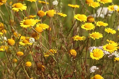 카모마일 노란 꽃 꽃들 Pixabay의 무료 사진 Pixabay