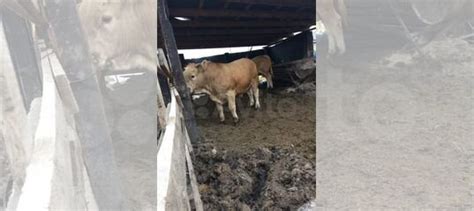 Быки шароле купить в Карагаче Животные и зоотовары Авито