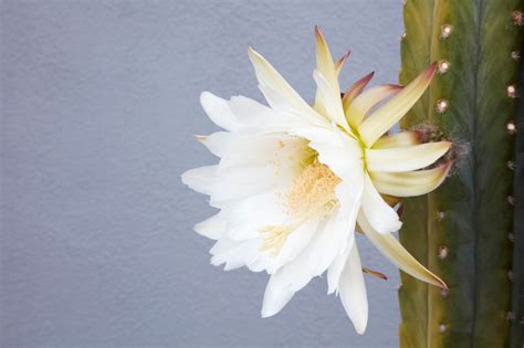 The Ancient Wonders Of The San Pedro Cactus — Flora Grubb Gardens Plant