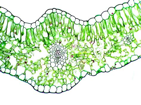 Monocot Leaf Under Microscope