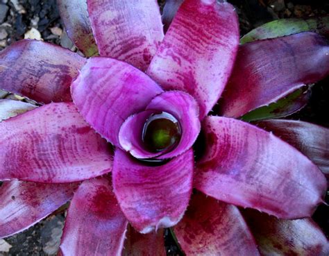 Bromeliads My Collection Bromeliadsa Growing Obsession