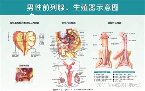 男性系统生殖解剖 知乎 男性系统生殖解剖 知乎