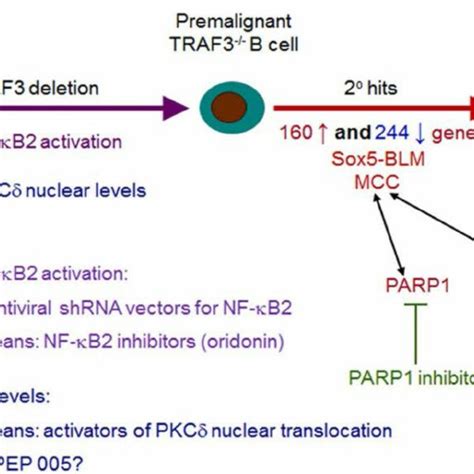 Traf3 And Baff Signaling Pathways In Regulating B Cell Survival Download Scientific Diagram