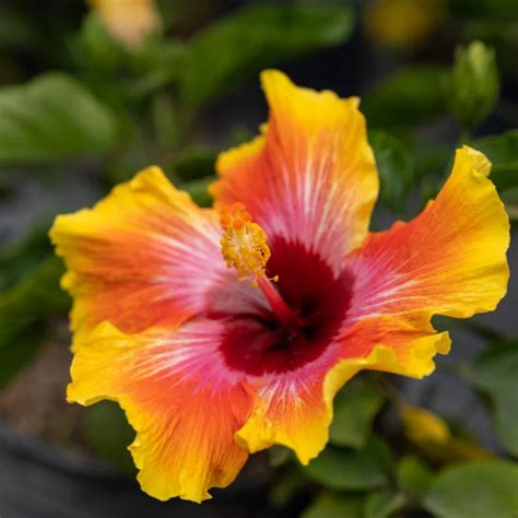 Buy Hibiscus Live Plants Hardy Hibiscus Flowering Shrub