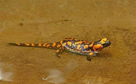 Flora Y Fauna De Sinaloa Animales Y Plantas Más Comunes