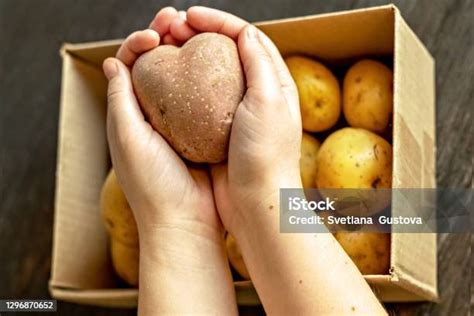 감자로 가득 찬 상자에 하트 모양의 못생긴 야채 감자를 들고 있는 여성의 손 정사각형 못생긴 음식 갈색에 대한 스톡 사진 및 기타 이미지 Istock