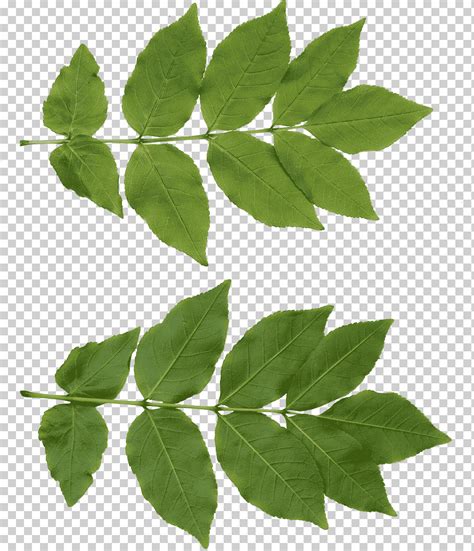 Leaf Neem Tree Leaf Free Texture Image File Formats Leaf Png Klipartz