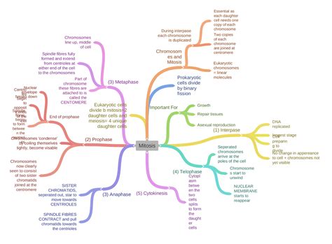 Cell Cycle Map
