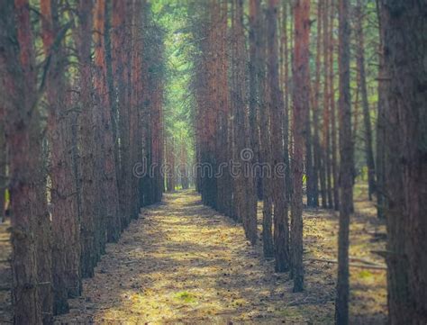 Linear Perspective Pine Trees Stock Image Image Of Sunny Path 340079191