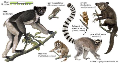 Lemur Description Types Diet And Facts Britannica