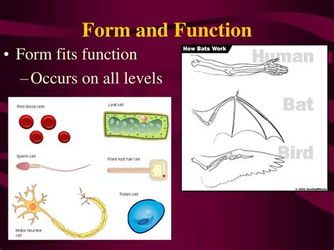 Form And Function Examples Form Example Download