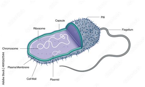 Detailed And Labeled Vector Illustration Of Mycobacterium Tuberculosis