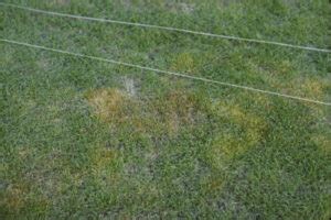 Lawn And Turf Pythium Crown And Root Rot Hortsense Washington State University