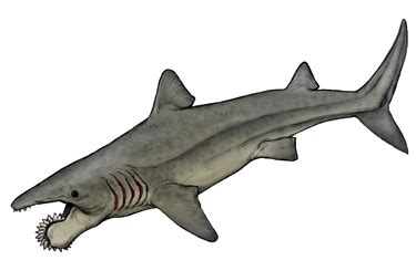 Helicoprion Size Comparison
