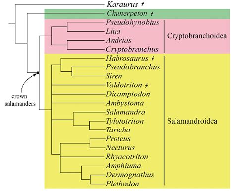 Strict Consensus Tree From The Fifth Phylogenetic Analysis Showing Download Scientific Diagram