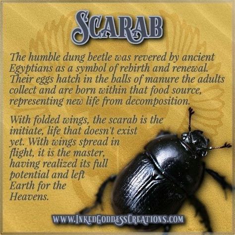 Scarab Beetle Symbolism In Egyptian Culture Scarab Beetle Facts What