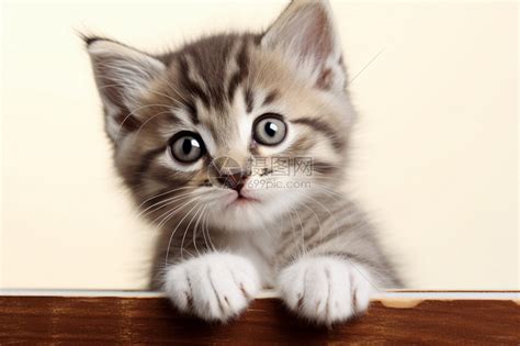 一只可爱的小猫高清图片下载 正版图片600736218 摄图网 一只可爱的小猫高清图片下载 正版图片600736218 摄图网