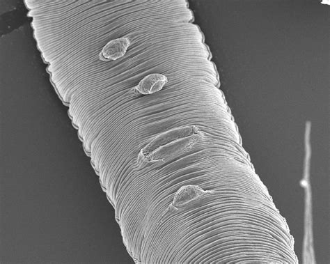 Evolving Fast And Slow Elife Science Digests Elife