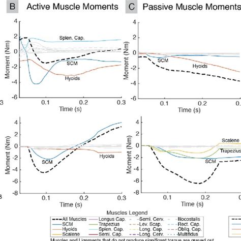Opensim Head And Neck Impact Model The Opensim Musculoskeletal Model Download Scientific