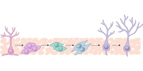 神经元 脑 海马 免费矢量图形pixabay Pixabay