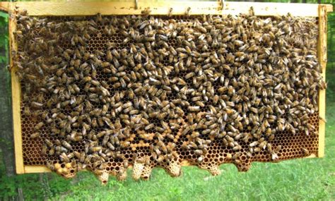How To Attract Bees To Your New Hive Graduate Farmer