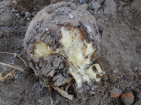 감자 키우기 감자 심는시기 감자 심는방법 농사정보