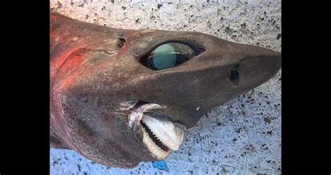 Nightmare Shark With A Human Like Smile Caught In Australia