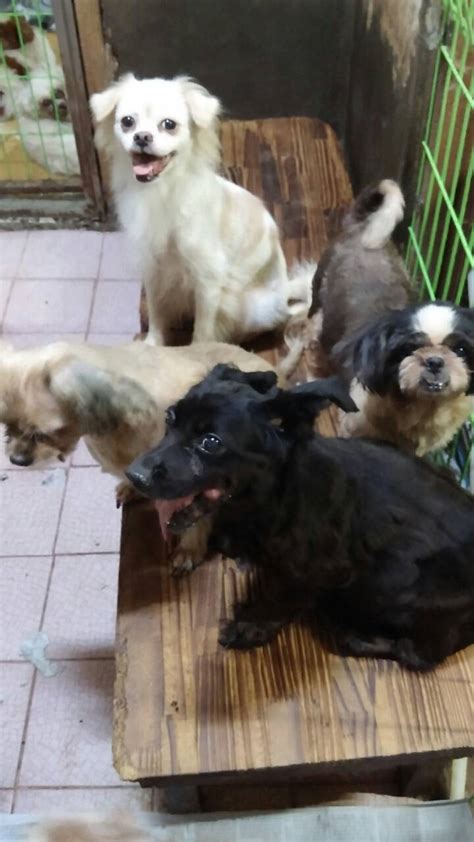 경남 진해 유기견행복의집이 태풍으로 폐허가 됐어요 하지만 이곳은 봉사조차 갈수 없는 곳이에요 인스티즈 Instiz 인티포털 카테고리