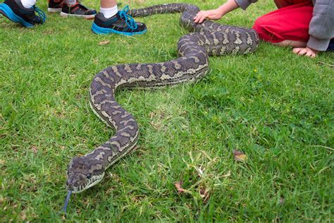 Coastal Carpet Python 1 By 2195razielim On Deviantart Coastal Carpet Python 1 By 2195razielim On Deviantart