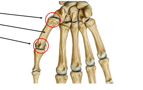Ossa Metacarpi Diagram Quizlet