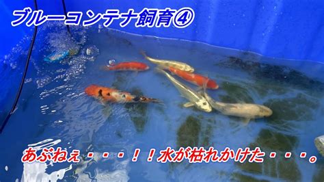 ブルーコンテナ飼育排水不良で水が枯渇危うく全滅するところでした錦鯉初心者 YouTube